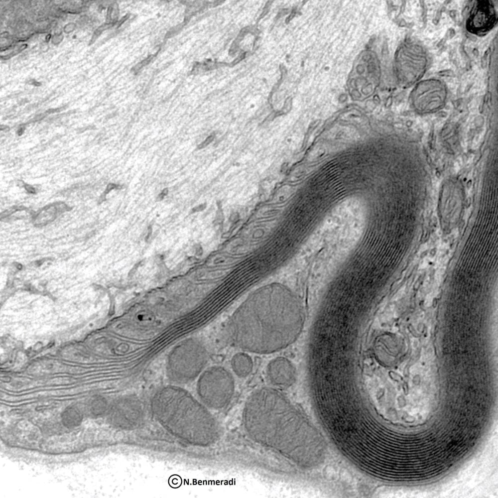 Sorensen's Phosphate Buffer - EM Grade