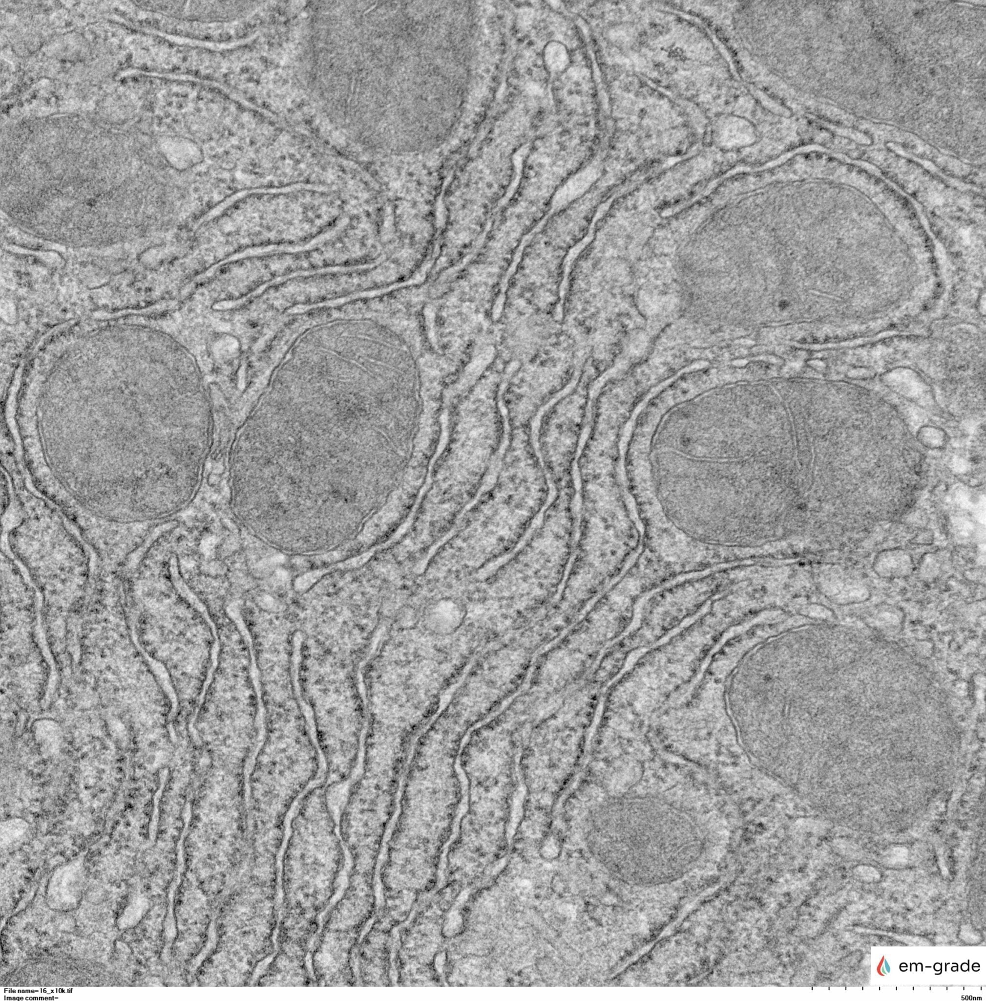 Asesoramiento en microscopía | EM-Grade